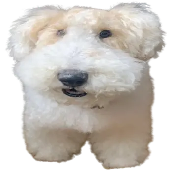 The dog that Nico sent in Polls | Nico's Nextbots Fanmade Wiki | Fandom