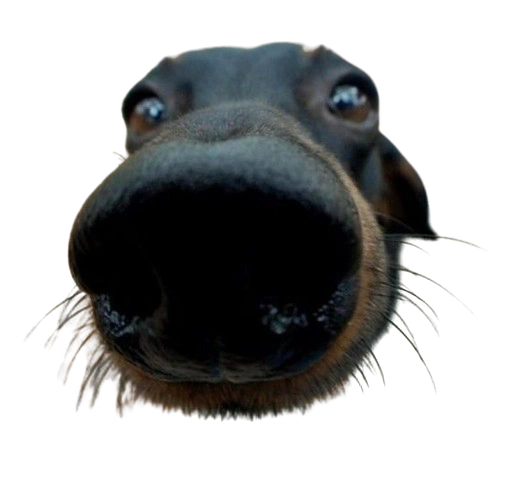 The Sniffer | Nico's Nextbots Fanmade Wiki | Fandom