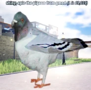 the pigeon from gmod | Nico's Nextbots Wiki | Fandom