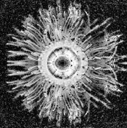 enphoso | Nico's Nextbots Wiki | Fandom