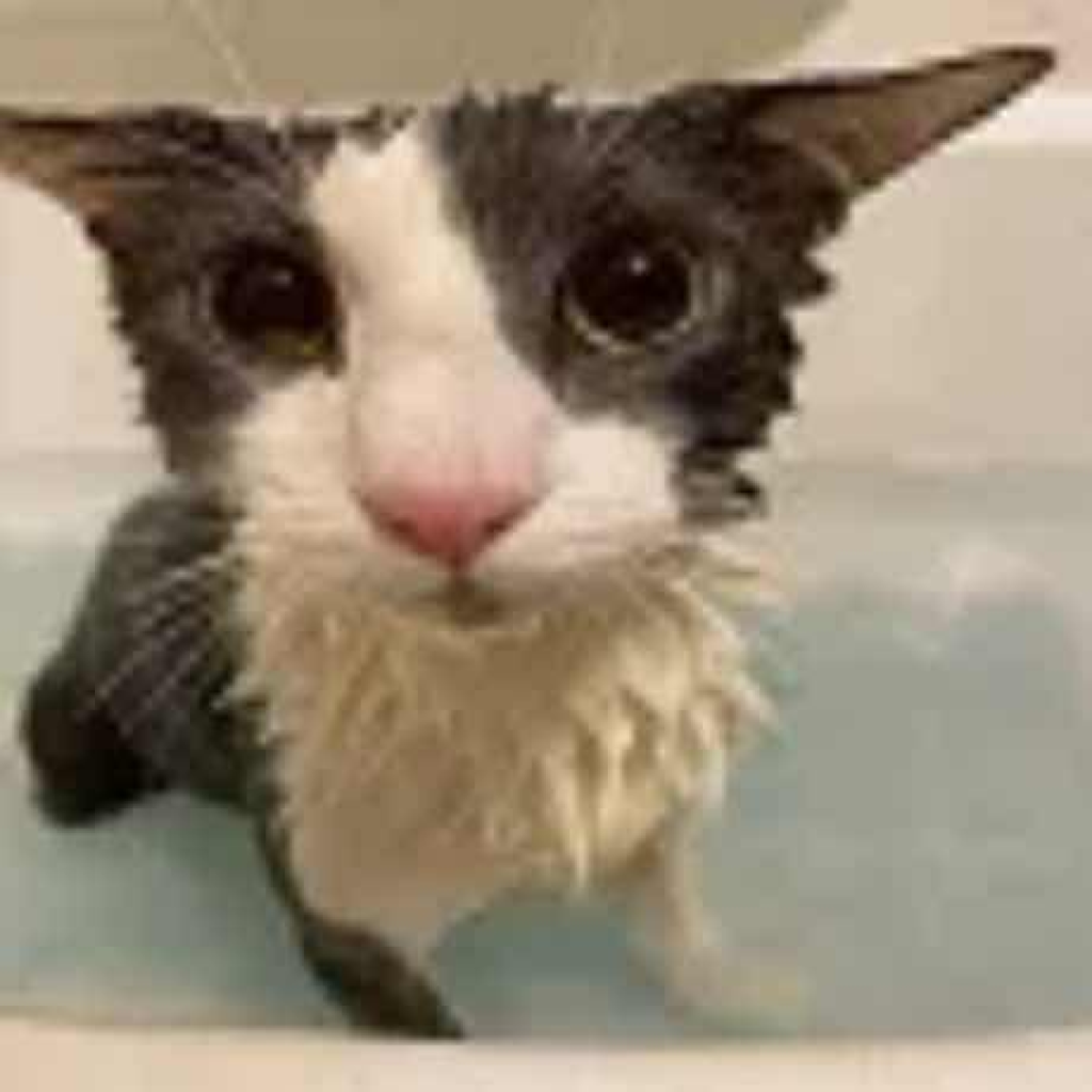 dave | Nico's Nextbots Wiki | Fandom