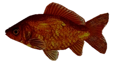 goldfish | Nico's Nextbots Wiki | Fandom