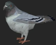 the pigeon from gmod | Nico's Nextbots Wiki | Fandom