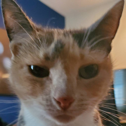 cammy cat | Nico's Nextbots Wiki | Fandom