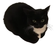 maxwell | Nico's Nextbots Wiki | Fandom