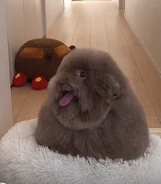 mohu | Nico's Nextbots Wiki | Fandom