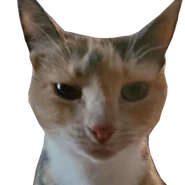 cammy cat | Nico's Nextbots Wiki | Fandom