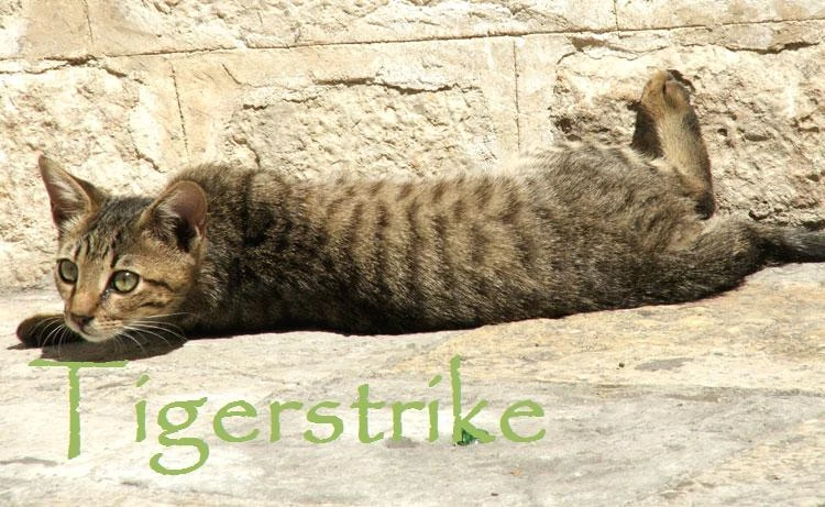 Tigerstrike | NightClan Roleplaying Wiki | Fandom