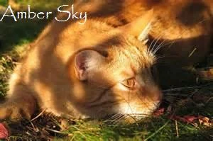Amber Sky | NightClan Roleplaying Wiki | Fandom