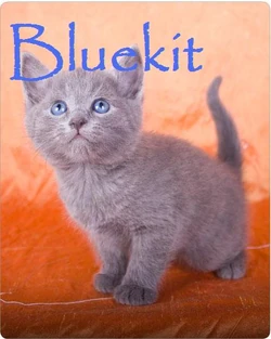 Bluepaw | NightClan Roleplaying Wiki | Fandom