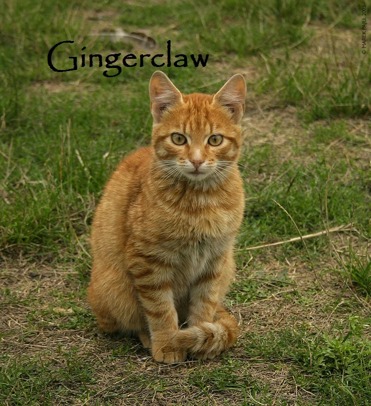 Gingerclaw | NightClan Roleplaying Wiki | Fandom
