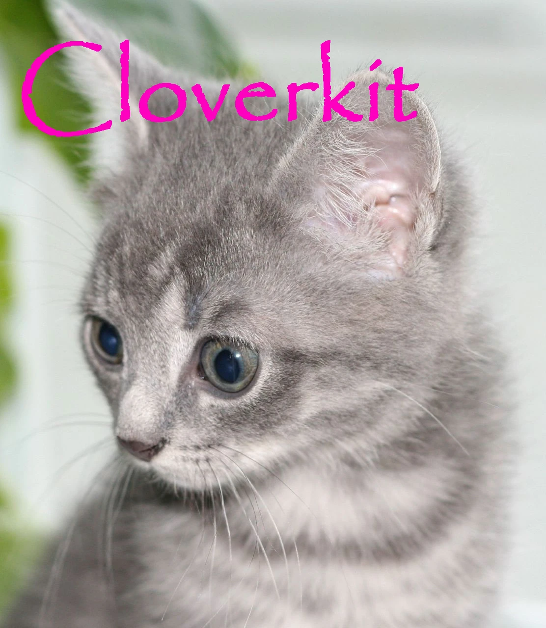 Cloverpaw | NightClan Roleplaying Wiki | Fandom
