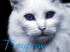 Tinypaw | NightClan Roleplaying Wiki | Fandom