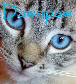 Dawnbird | NightClan Roleplaying Wiki | Fandom
