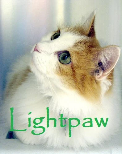Lightpaw | NightClan Roleplaying Wiki | Fandom