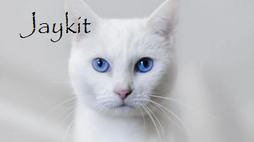 Jaykit | NightClan Roleplaying Wiki | Fandom