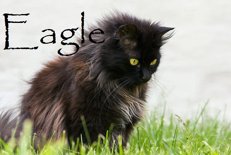 Eagle | NightClan Roleplaying Wiki | Fandom