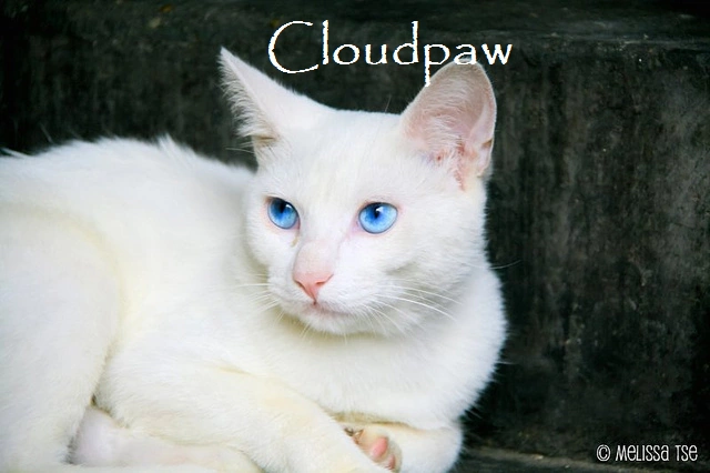 Cloudpaw | NightClan Roleplaying Wiki | Fandom