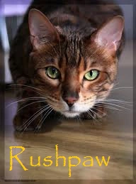 Rushsong | NightClan Roleplaying Wiki | Fandom