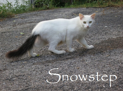 Snowstep | NightClan Roleplaying Wiki | Fandom
