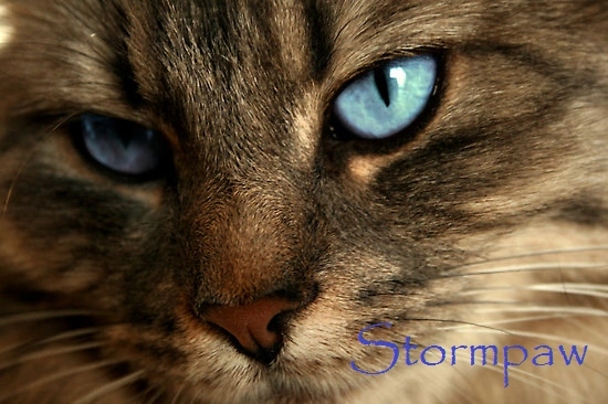 Stormpaw | NightClan Roleplaying Wiki | Fandom