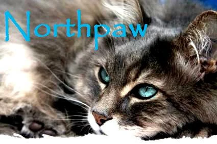 Northpaw | NightClan Roleplaying Wiki | Fandom