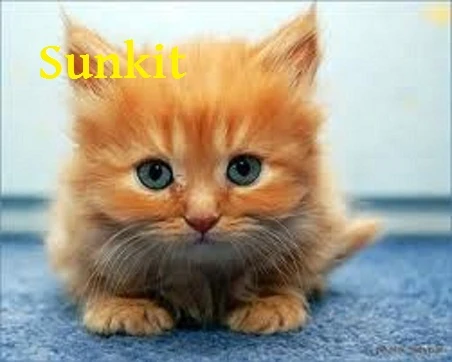 Sunkit | NightClan Roleplaying Wiki | Fandom