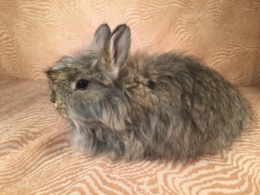 Yu Shuhang | Nightheart Wiki | Fandom