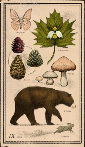 Forest Card | Nightingale Wiki | Fandom