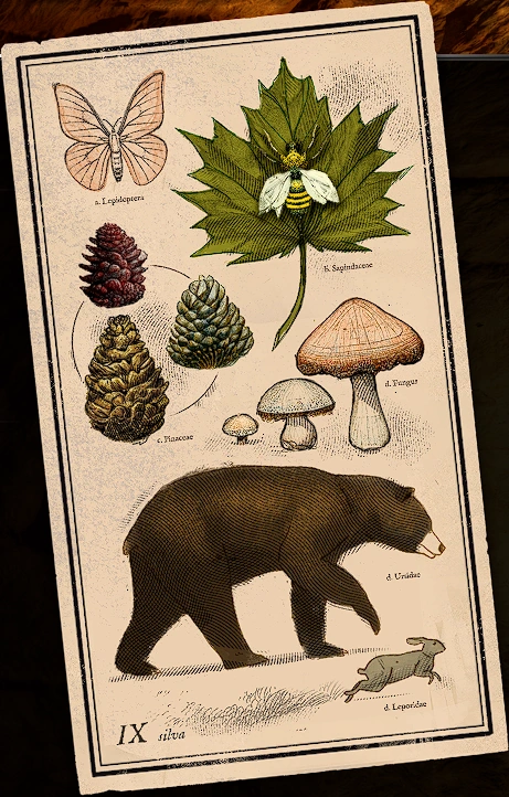 Biome Realm Card: Forest | Nightingale Wiki | Fandom