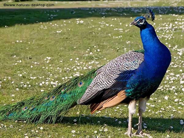 Dreq (Daemon!AU) | Nightmares of the Past Wiki | Fandom