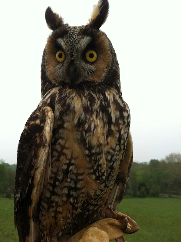 Skyvenia (Daemon!AU) | Nightmares of the Past Wiki | Fandom