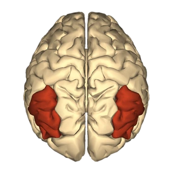 Angular Gyrus Brain And Lobes