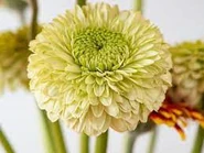 Pomu Rainpuff | Nijisanji Lore Wiki | Fandom