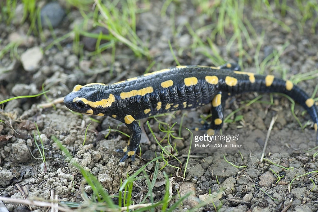 Caudata | Nikara Wikia | Fandom