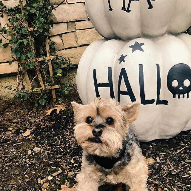 Lily Rose | Niki and Gabi Wiki | Fandom