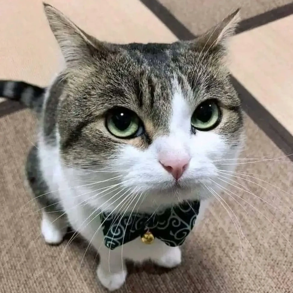 Fancy cat | Nikita's nextbots Wiki | Fandom
