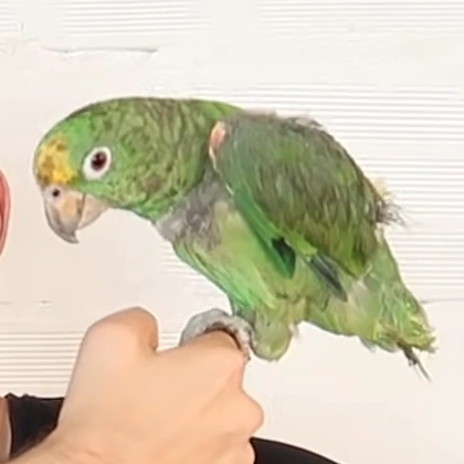 Mr Noodle | Nikocado Avocado Wiki | Fandom