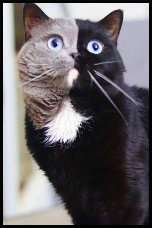 Cat Wrangler | Ninkai Taisen Wiki | Fandom