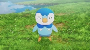 Piplup/gallery | Nintendo | Fandom