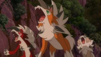 Lycanroc | Nintendo | Fandom
