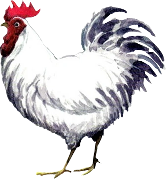 Cucco/gallery | Nintendo | Fandom