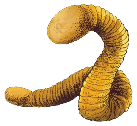 Moldorm/gallery | Nintendo | Fandom