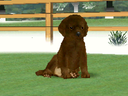 Labrador Retriever | Nintendogs Wiki | Fandom