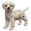 Dalmatian | Nintendogs Wiki | Fandom