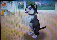 Siberian Husky | Nintendogs Wiki | Fandom