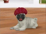 Pug | Nintendogs Wiki | Fandom