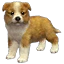 Shetland Sheepdog | Nintendogs Wiki | Fandom