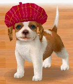 Beret | Nintendogs Wiki | Fandom