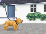 Walk | Nintendogs Wiki | Fandom